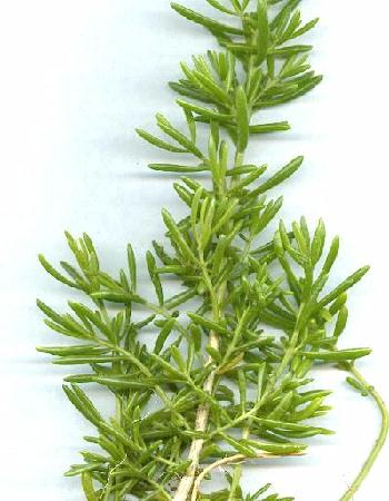 Batis maritima / SALTWORT